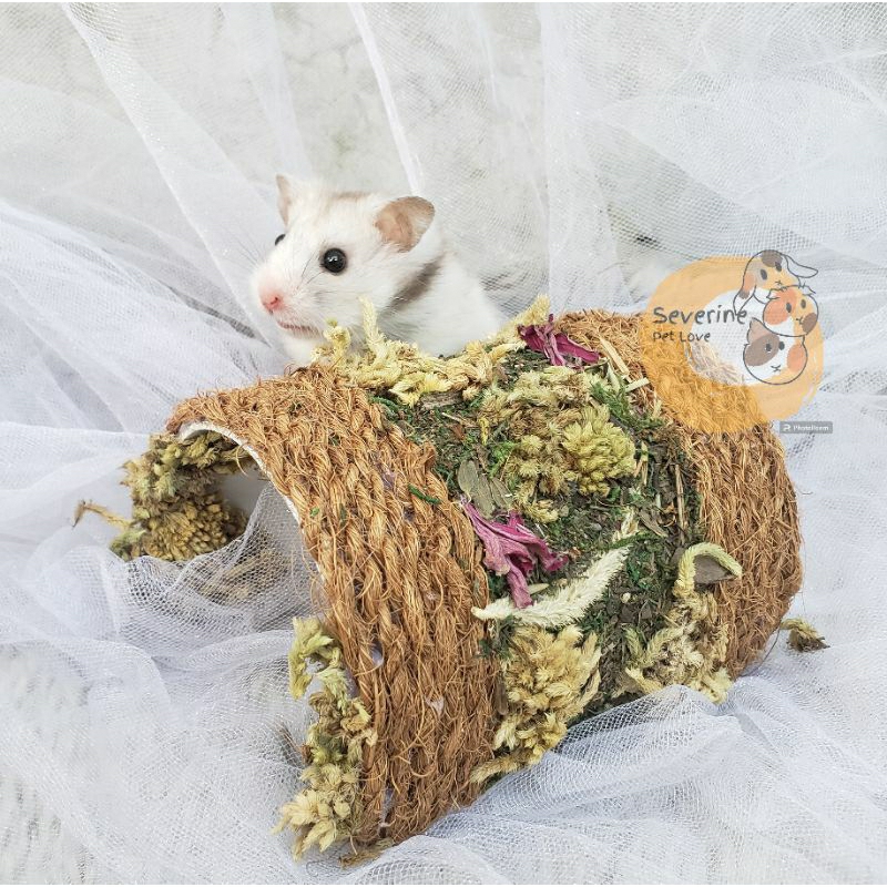 Jual Hamster Hideout | Rumah hamster natural | tunnel Tunel Hamster ...