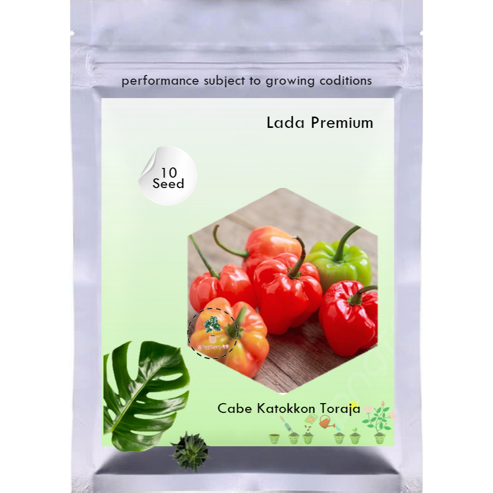 Jual 10Bibit Cabe Katokkon Toraja Super Asli Benih Cabai Hias Sangat ...