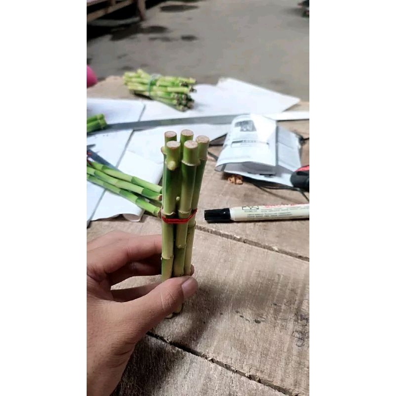Jual Bambu Hoki Batangan 1 Ikat 5 Batang Tinggi 13 cm ( Isi 35 Ikat ...