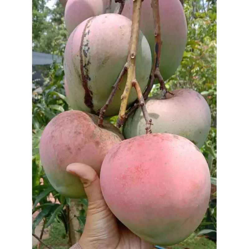 Jual bibit mangga agrimania | buah besar | mangga agrimania | mangga ...