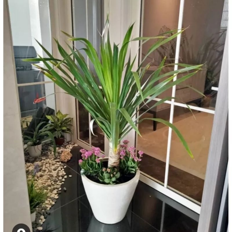 Jual pandan bali + pot tinggi 50 cm ( tanpa media tanam tambahan ...