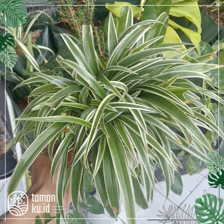 Jual Tanaman Hias Lili Paris Besar Rimbun | Spider Plant | Tanaman ...