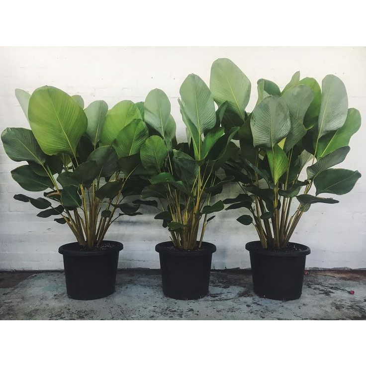 Jual calathea pisang pisangan (calathea luthea)ukuran 70 cm - BAKUL ...
