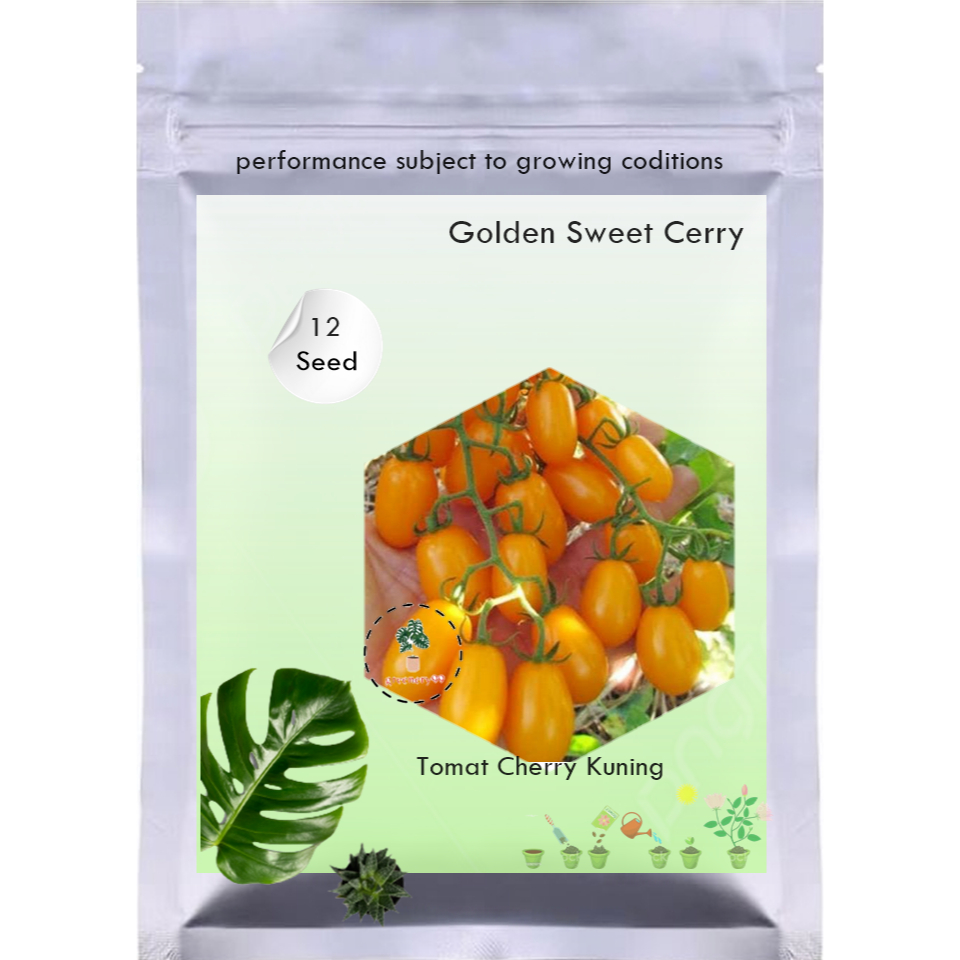 Jual 12Benih Tomat Cherry Kuning F1 Golden Sweet Cerry Ceri - Bibit ...