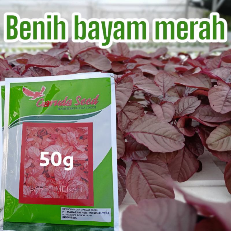 Jual 50gr Benih Unggul BAYAM MERAH bayam cabut | Shopee Indonesia