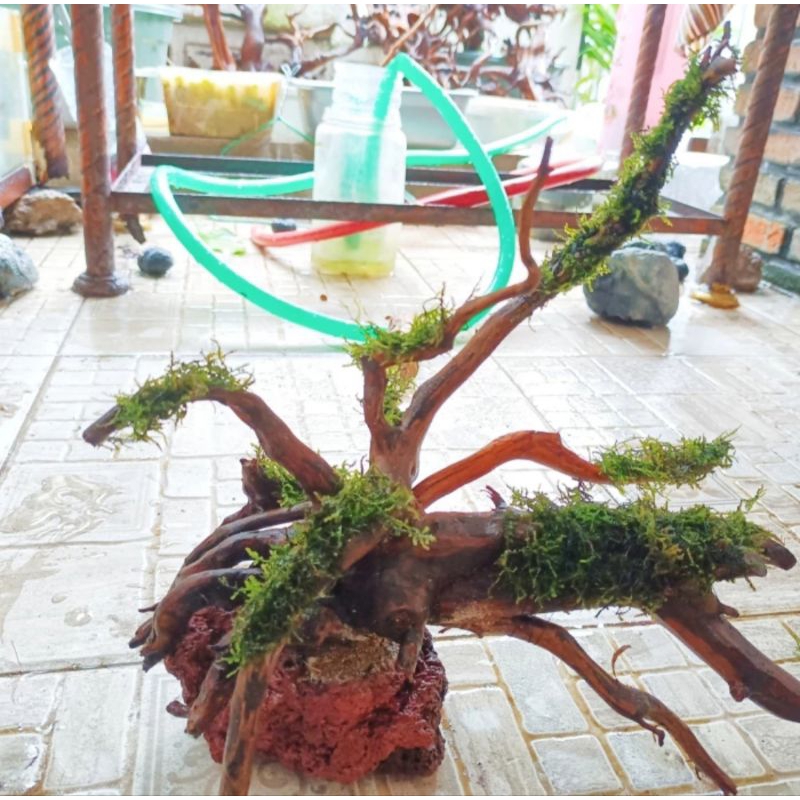 Jual paket lengkap kayu rasamala aquarium aquascape 40-100cm | Shopee ...