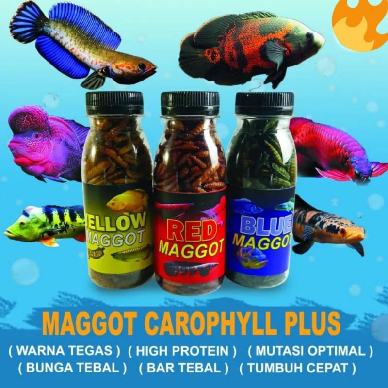Jual Maggot kering carophyll blue yellow red / maggot kering / maggot ... Jual Maggot kering carophyll blue yellow red / maggot kering / maggot ...