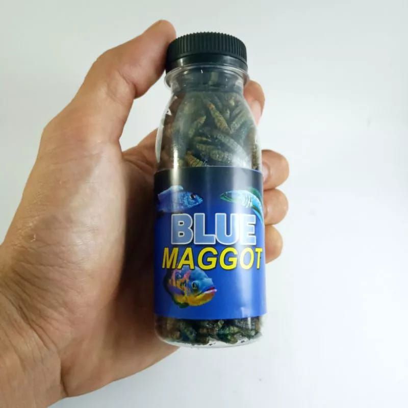 Jual Maggot kering carophyll blue yellow red / maggot kering / maggot ...