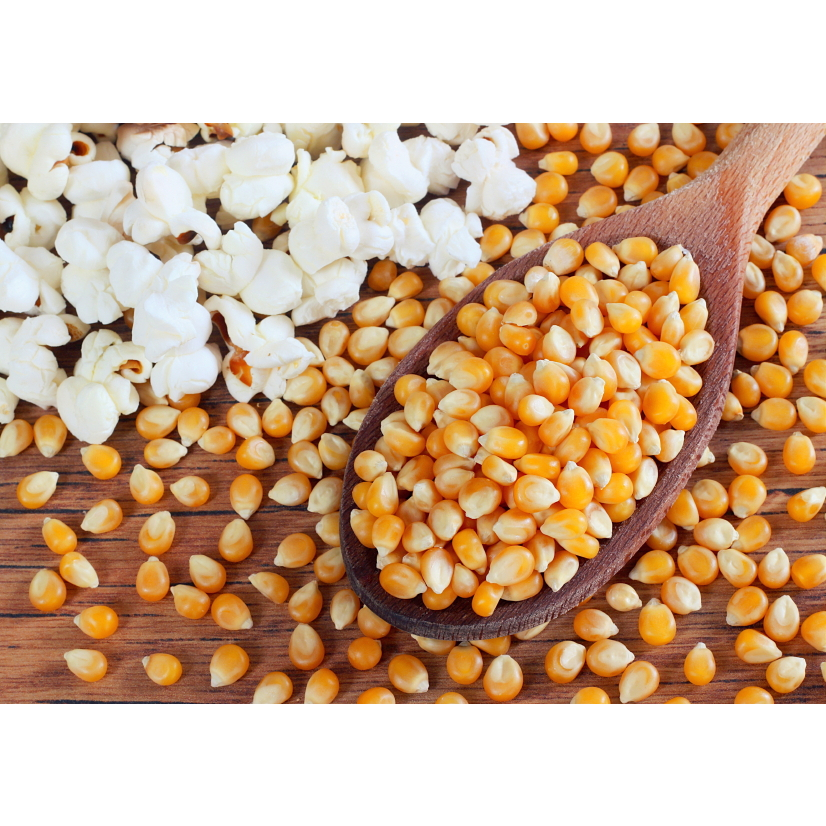 Jual Biji Jagung Popcorn Mentah (1 Kg) /Brondong Jagung / Jagung ...