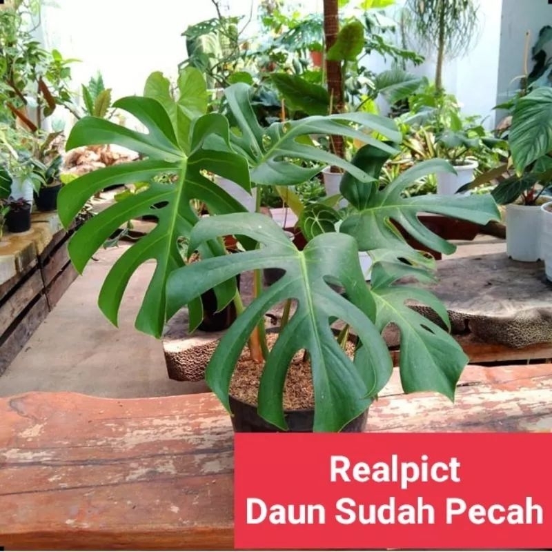 Jual PROMO Tanaman Monstera Borsigiana Brazilian Dewasa / Tanaman hias ...