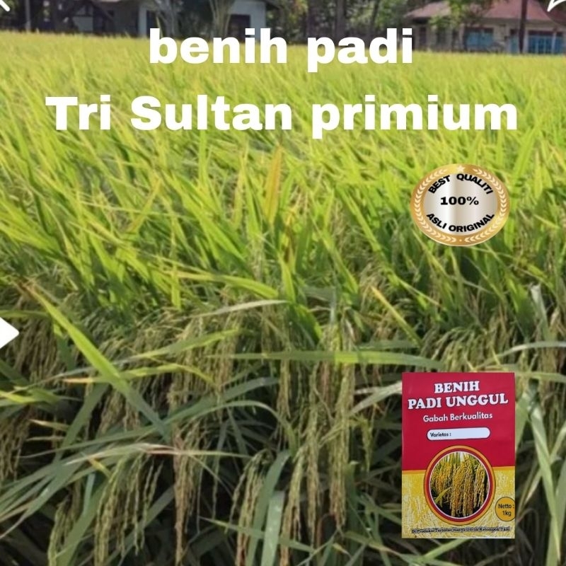 Jual BENIH PADI TRI SULTAN PRIMIUM UNGGUL KUALITAS 1kg | Shopee Indonesia