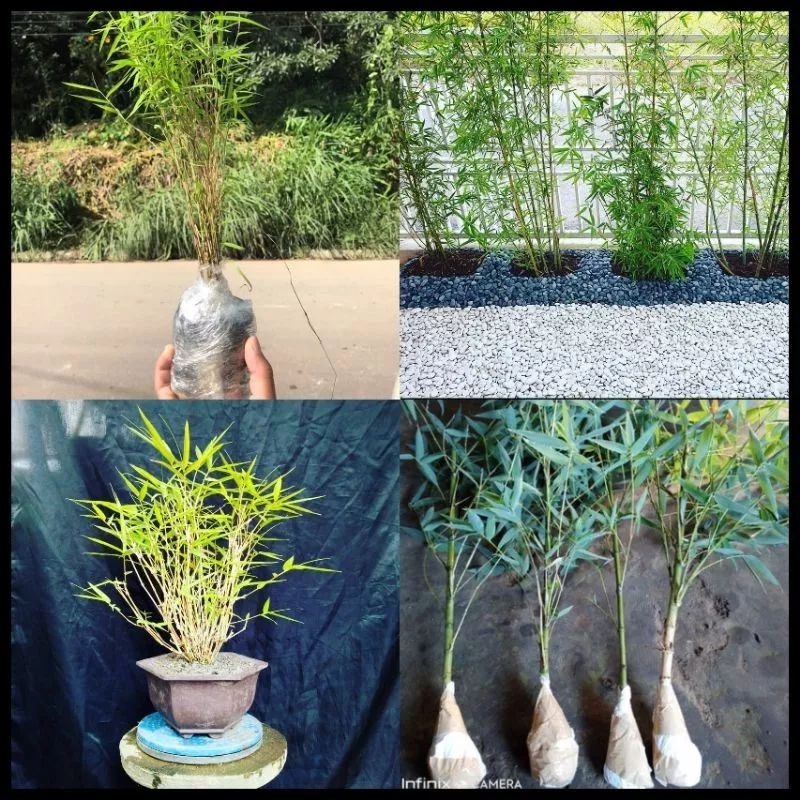Jual Tanaman Hias Bambu Kuning Mini / Bambu Jepang | Shopee Indonesia