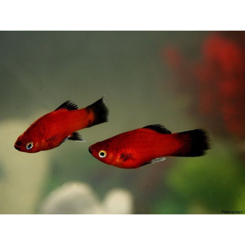 Jual ikan hias molly red-wagtail-tuxedo ikan cantik dan unik murah ...