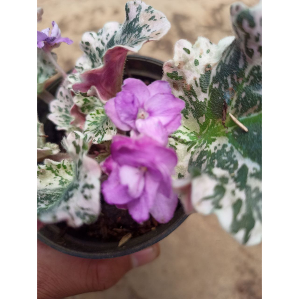 Jual African Violets: Cantiknya Tanaman Streptocarpus Albus di ...