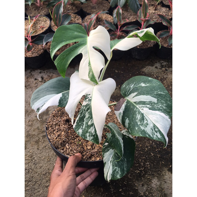 Jual monstera variegata | Shopee Indonesia