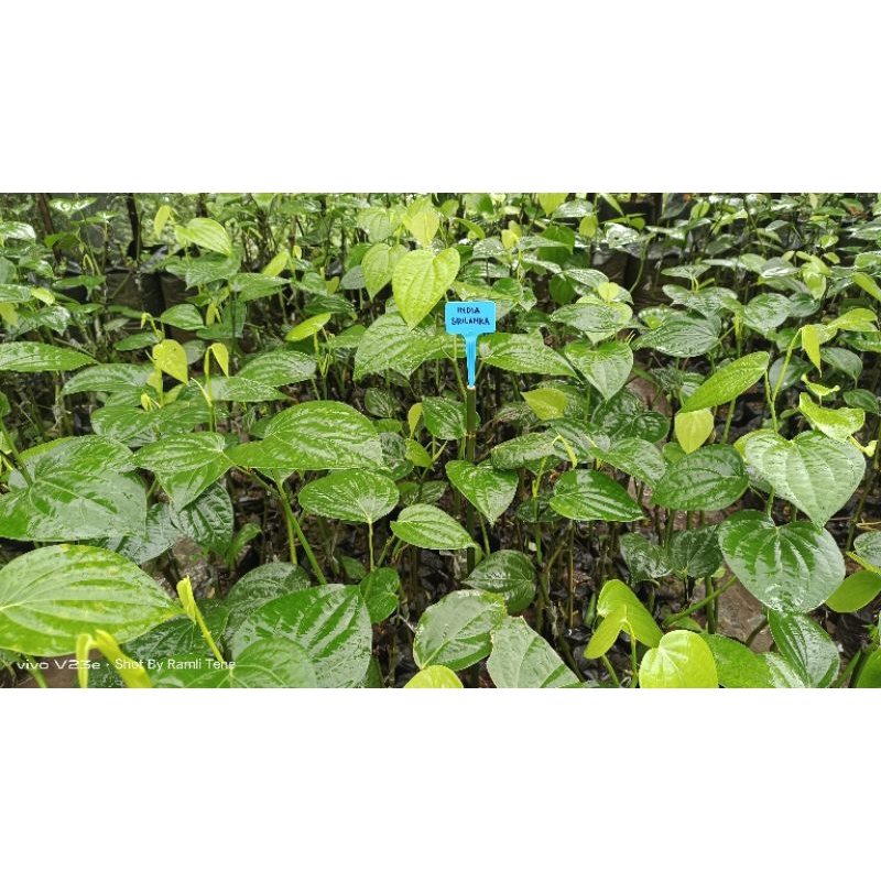 Jual Bibit Lada Varietas India Srilanka Sambung Melada | Shopee Indonesia