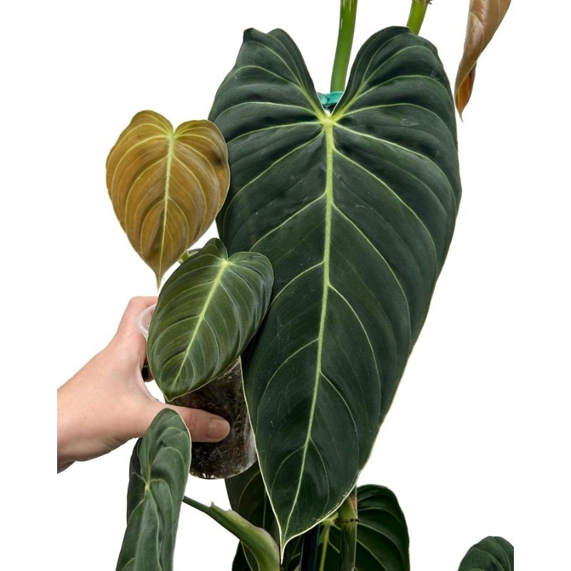 Jual Philodendron Melanochrysum / Philo melano / Pilo melanocrisum ...