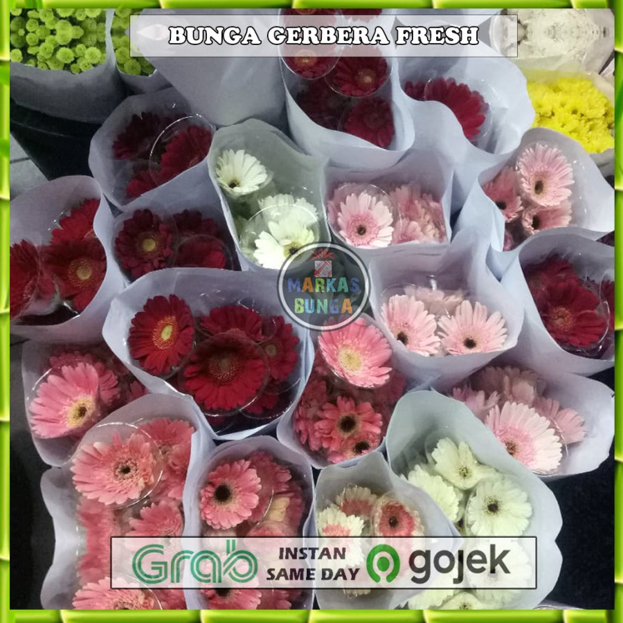 Jual bunga garbera asli fresh isi 10 tangkai | Shopee Indonesia