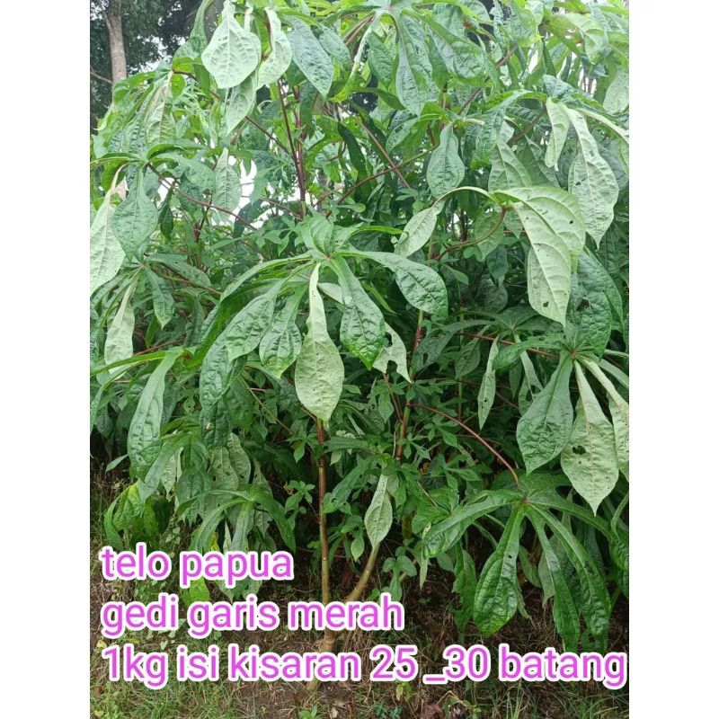 Jual Bibit telo Papua /Daun gedi merah Pakan ternak 1 ikat (isi 25-30 ...