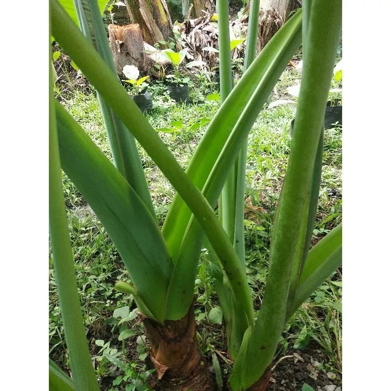 Jual Sayur batang lompong kubis (mentah) | Shopee Indonesia