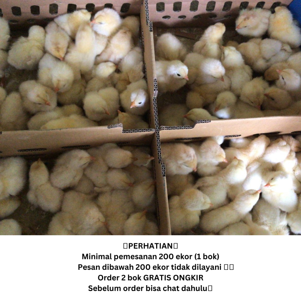 Jual Jual 1 Paket DOC Pejantan untuk Wilayah Jawa dan Sekitarnya ...