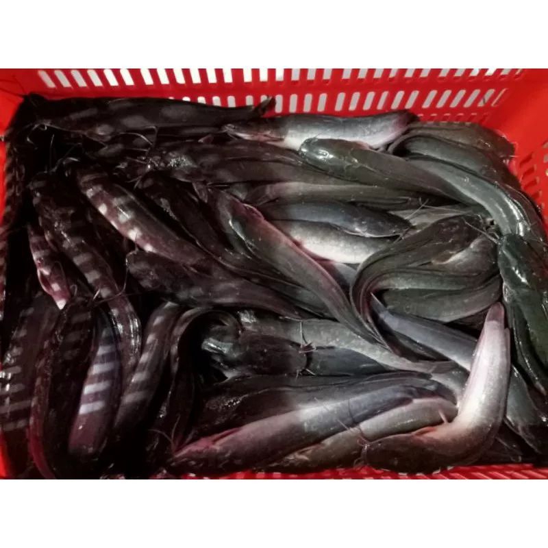 Jual Ikan Lele Segar 500gram dan 1kg | Shopee Indonesia