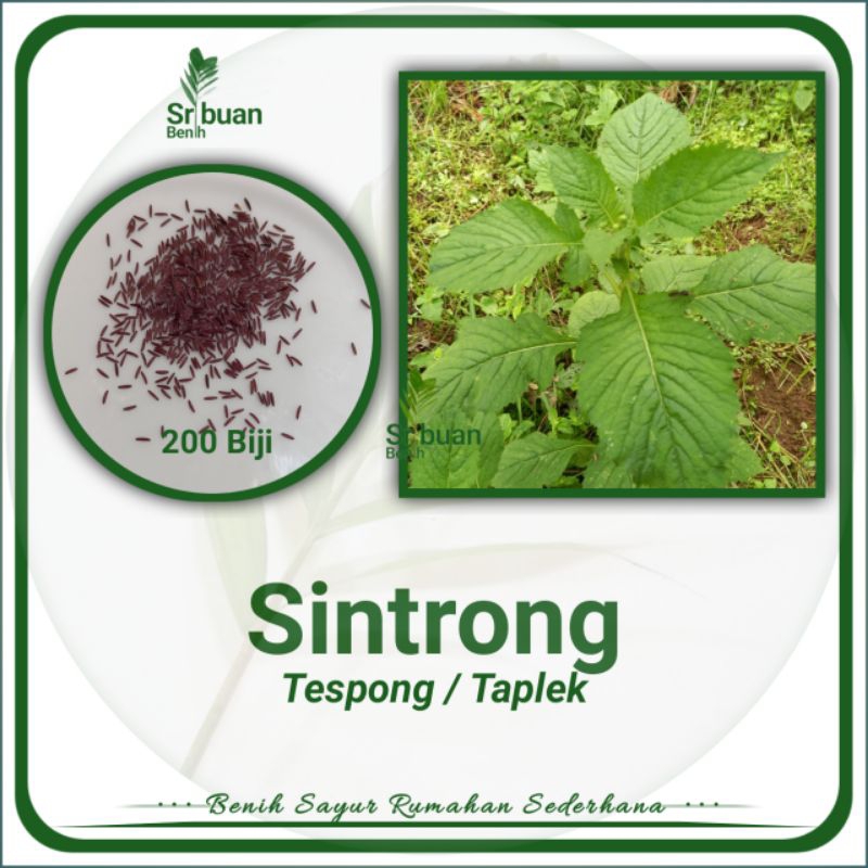 Jual ± 200 Biji Benih Daun Sintrong junggul, bagini, jambrong, tespong ...