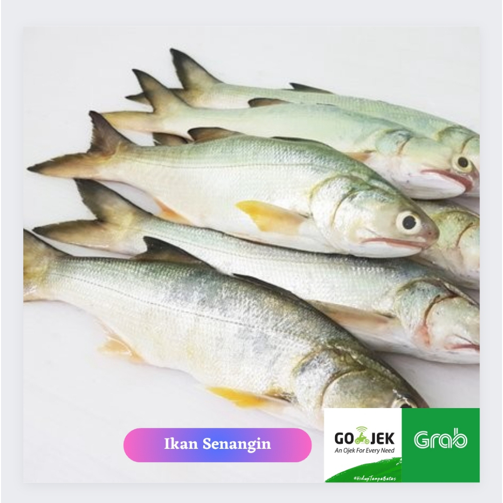 Jual Ikan Senangin Segar 1Kg | Shopee Indonesia