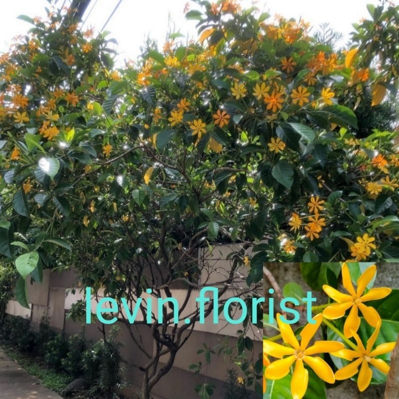 Jual Gardenia carinata / bibit tanaman hias bunga melati cepiring ...