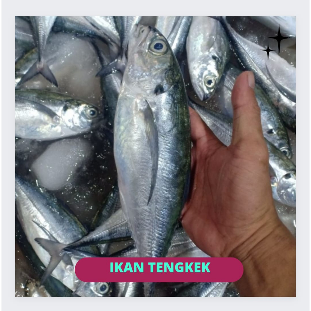 Jual Ikan Tengkek Segar 1Kg | Shopee Indonesia