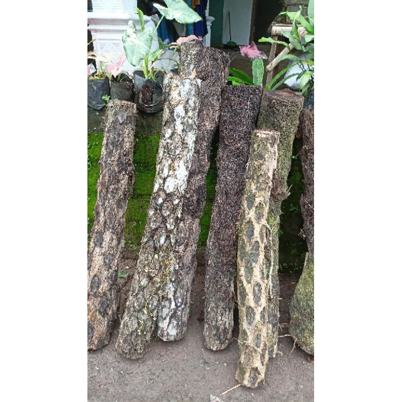 Jual (50-150cm) Batang Pakis estetik | Shopee Indonesia