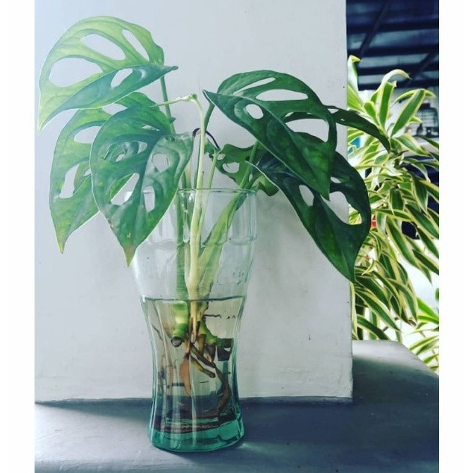 Jual Tanaman Air Monstera Janda Bolong bisa Hidup di Air | Shopee Indonesia