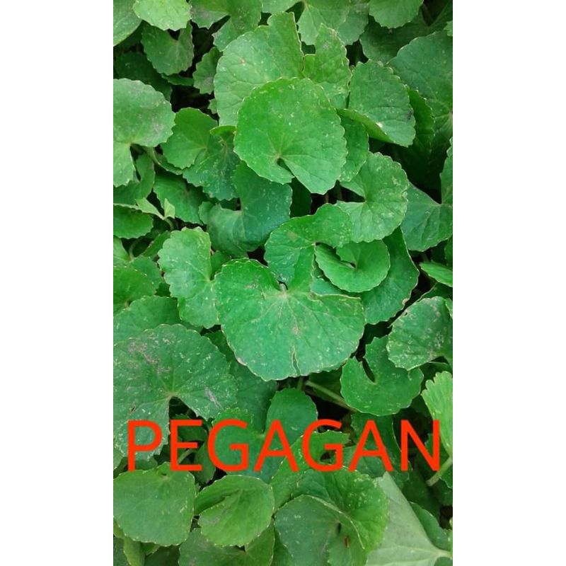 Jual antanan merah (pegagan) | Shopee Indonesia