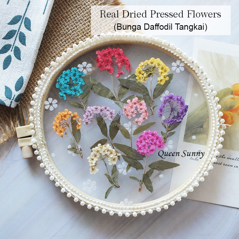 Jual Bunga Kering Daffodil Tangkai Bunga Plum Real Dry Pressed Flower ...