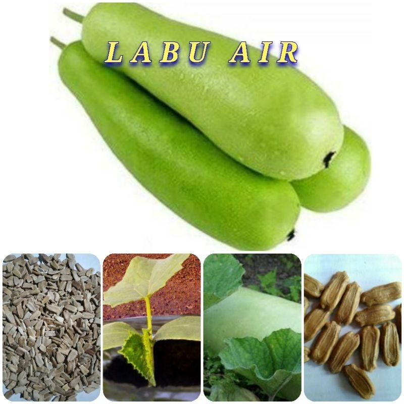 Jual 100 biji benih labu air|labu air panjang( kukuk ) | Shopee Indonesia