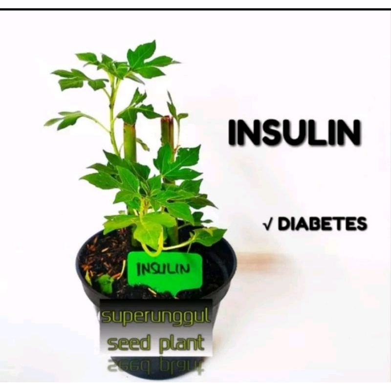 Jual BIBIT POHON INSULIN STEK SIAP TANAM MUDAH TUMBUH PER 5 batang ...