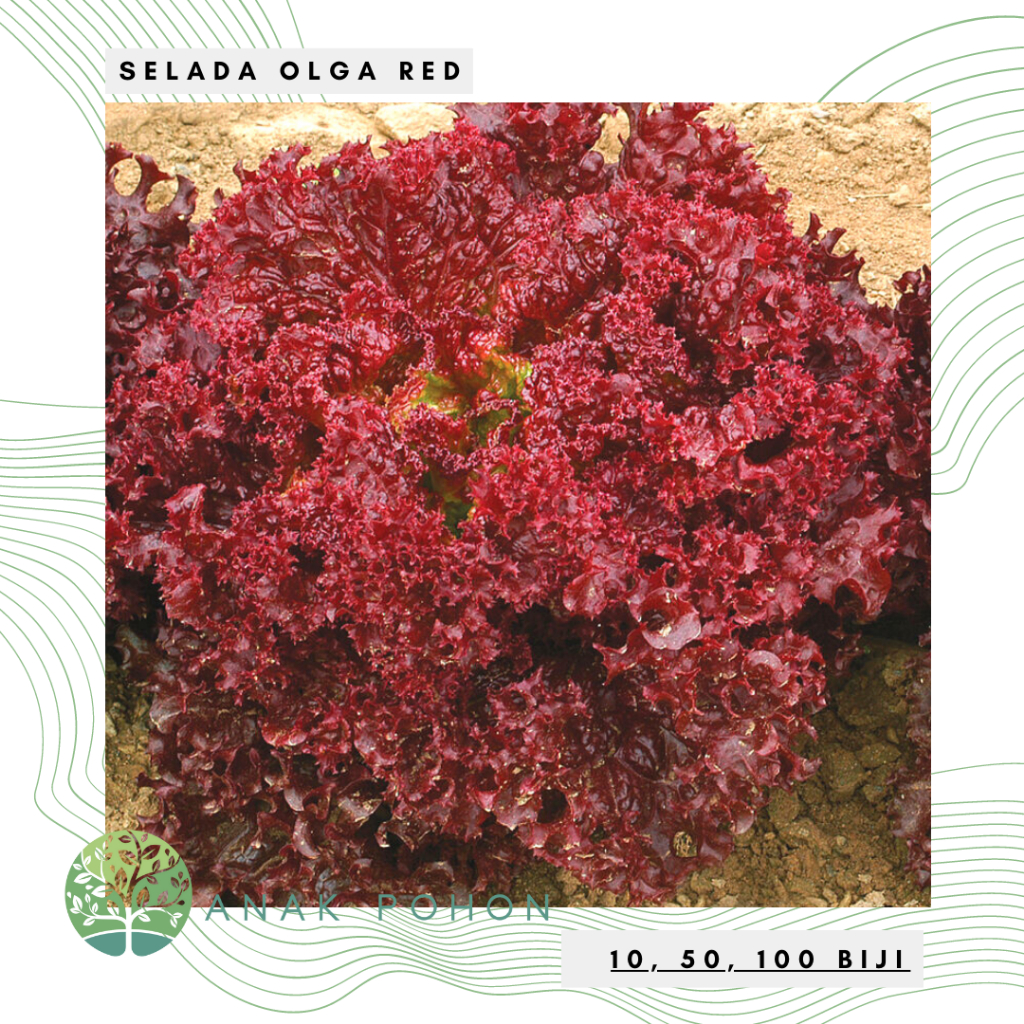 Jual Benih Bibit Biji - Selada Merah Olga Red Lettuce Seeds - Panen Dalam 35 Hari | Shopee Indonesia