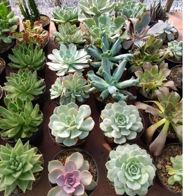 Jual Tanaman sukulen paket 10 pot medium | Shopee Indonesia