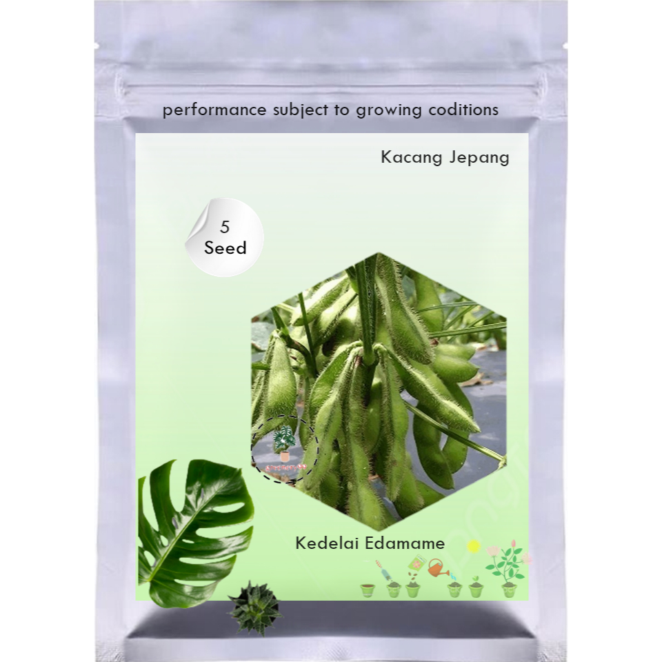 Jual 5 Benih Kedelai Edamame Super Bibit Sayuran Ryoko 75 Kacang Jepang ...