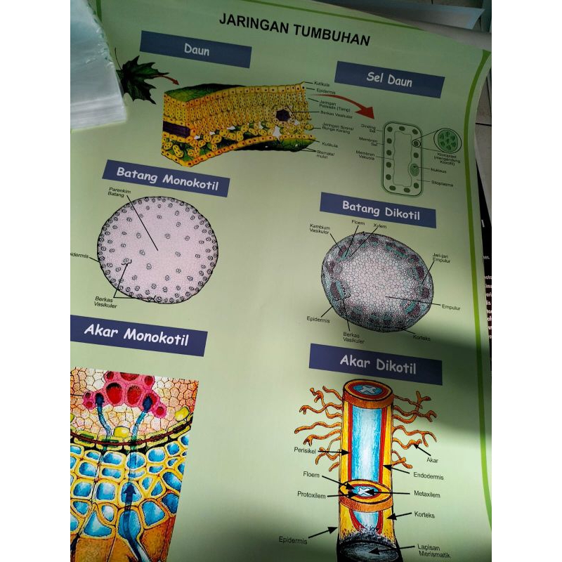 Jual Poster Jaringan tumbuhan | Shopee Indonesia
