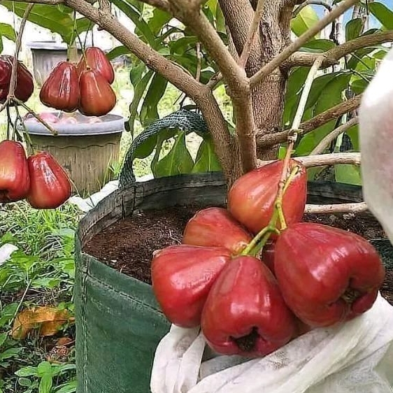 Jual Bibit jambu air dalhari siap berbuah | Shopee Indonesia