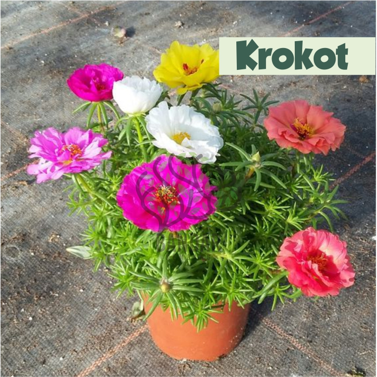 Jual Krokot Tanaman Bunga Hias Tanaman Teras Rumah Tanaman Unik ...