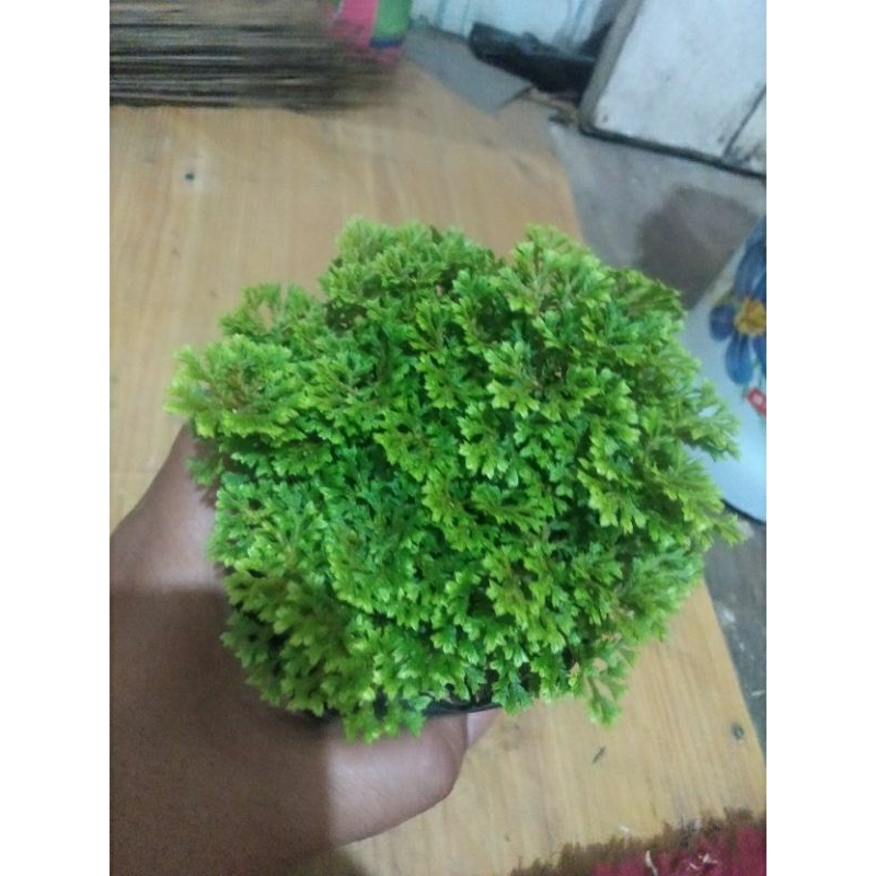 Jual tanaman hias lumut ambon | Shopee Indonesia