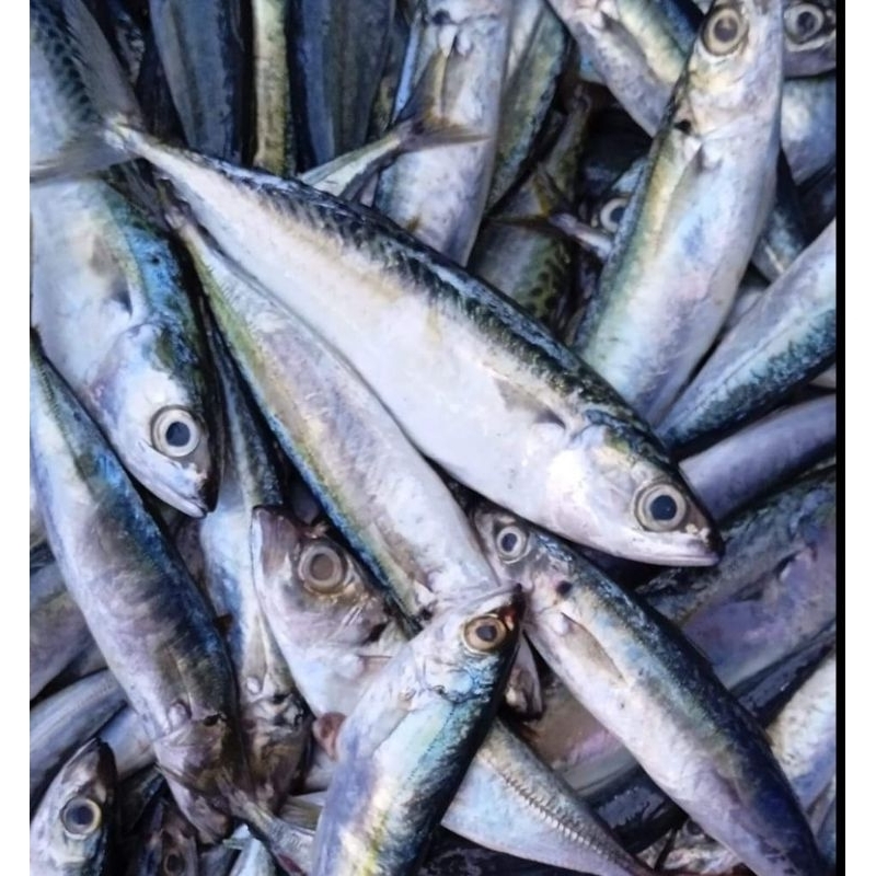 Jual IKAN LAYANG KECIL 500g DAN 1 Kg | Shopee Indonesia