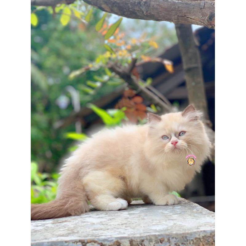 Jual RAGDOLL MALE SIMETRIS A | Shopee Indonesia