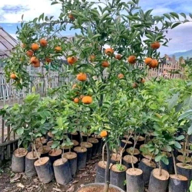 Jual Tanaman indukan jeruk santang madu sudah berbuah lebat ukuran 1meter up | Shopee Indonesia