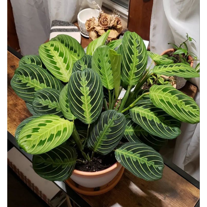 Jual Calathea maranta lemon lime | Shopee Indonesia