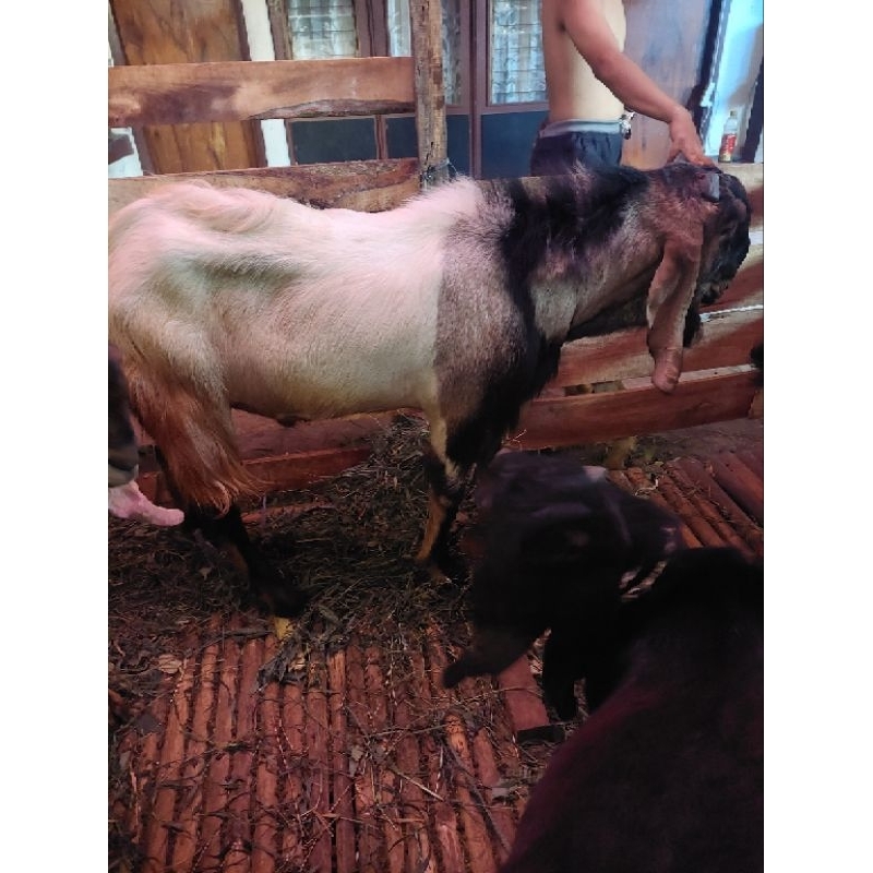 Jual Kambing Qurban 25 KG - 45KG Gratis Ongkir Jabodebek | Shopee Indonesia