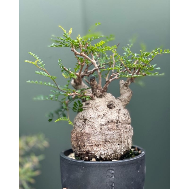 Jual tanaman hias unik operculicarya pachypus caudex madagascar -+6cm ...