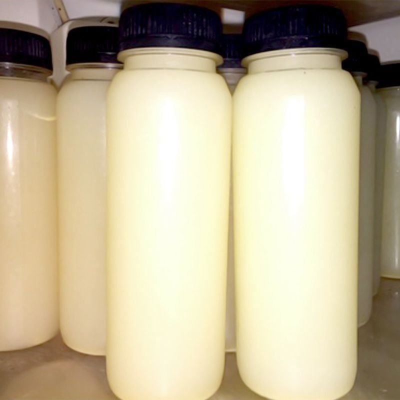 Jual Minuman Fermentasi Tape Singkong Khas Jawa Timur / Badek Tape ...